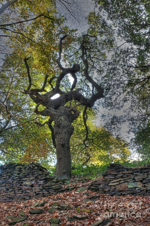 Witches Tree Photograph by David Birchall - Fine Art America