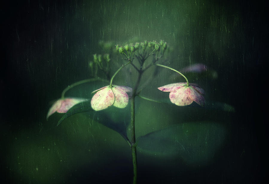 Withe Hydrangea Photograph by Takashi Suzuki - Fine Art America