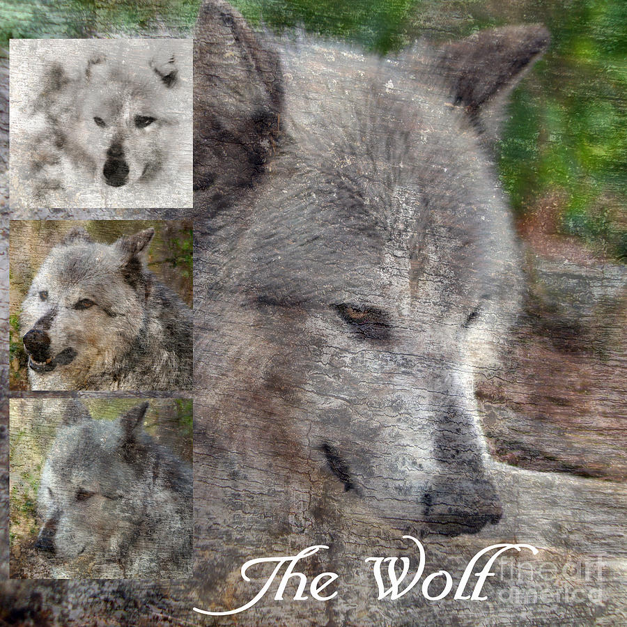 Wolf Collage Photograph by Eva Thomas