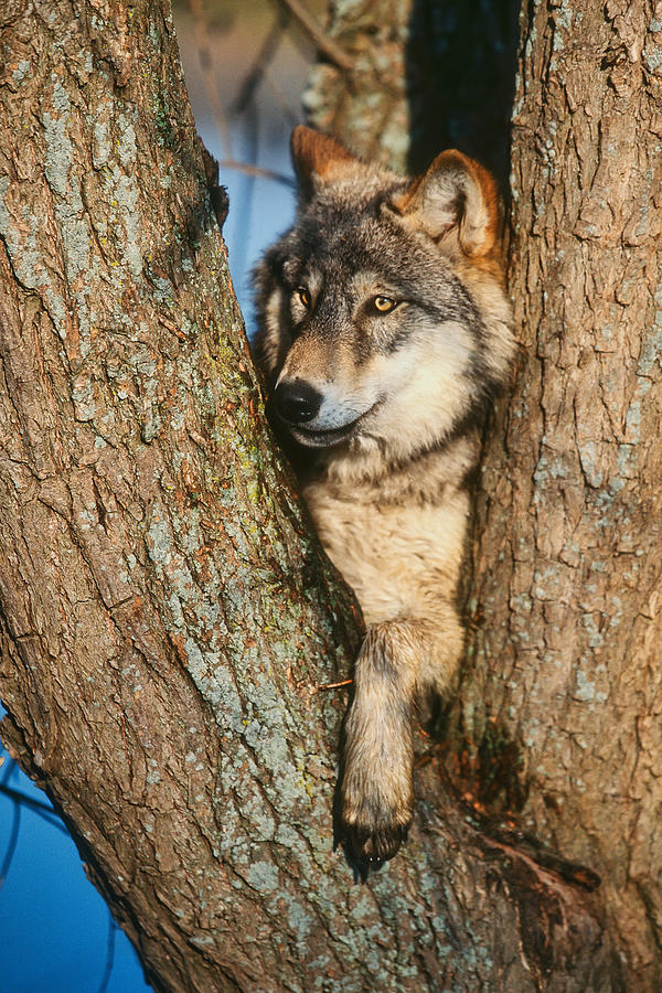 Wolf Photograph by David Davis - Fine Art America