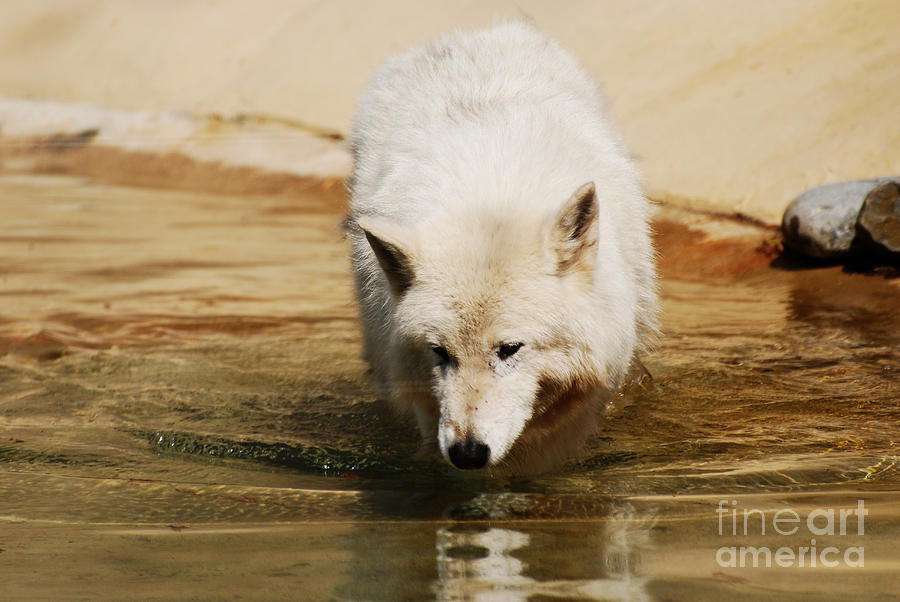 Wolf Drinking Photograph by DejaVu Designs - Pixels