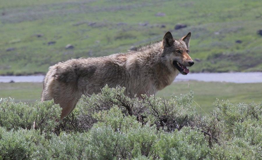 Wolf in Yellowstone Photograph by Ray Coderre - Fine Art America