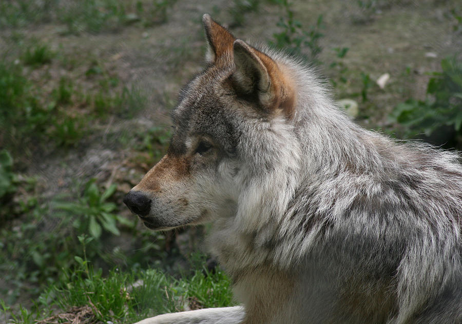 Looking at the neighbour......... Painting by Michael Schutte - Pixels