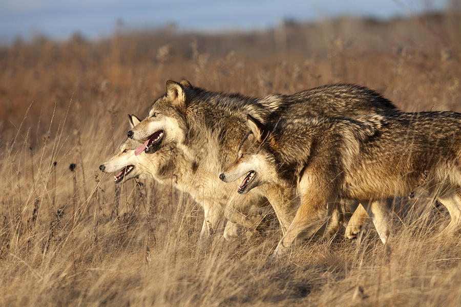 Wolf pack Photograph by Jim Zuckerman - Pixels