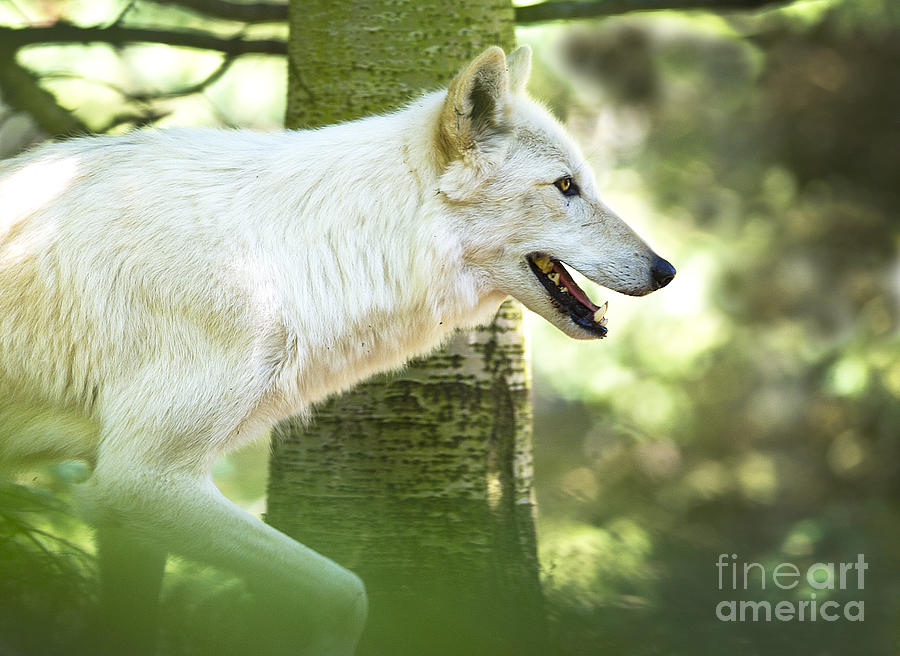 Wolf Profile Photograph by Ken Andersen - Pixels