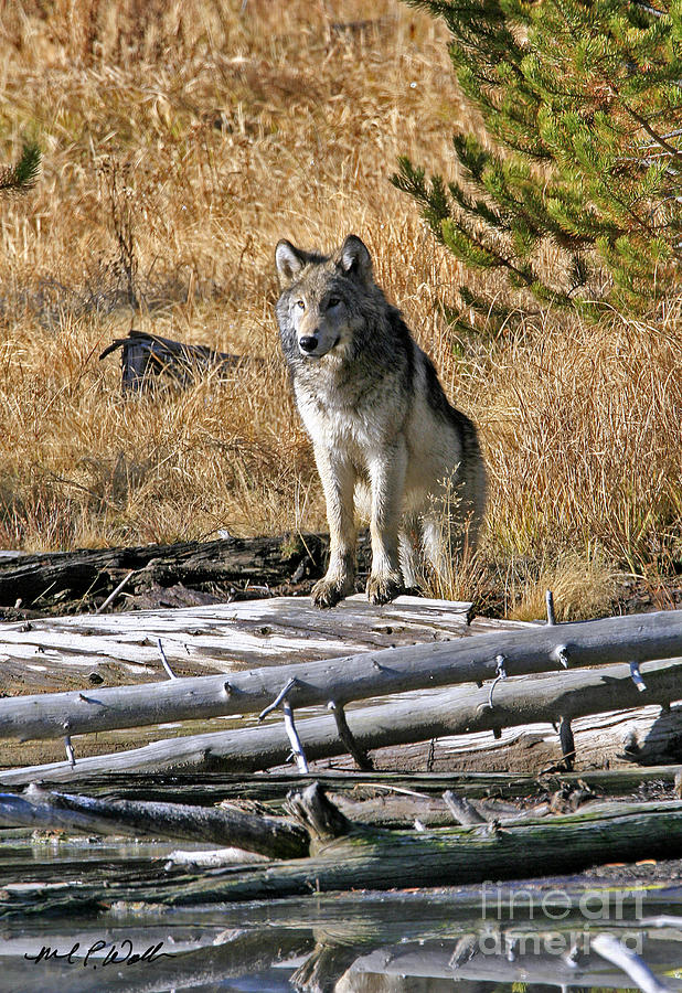 Wolf Pup Posing Photograph by Michael Waller - Pixels