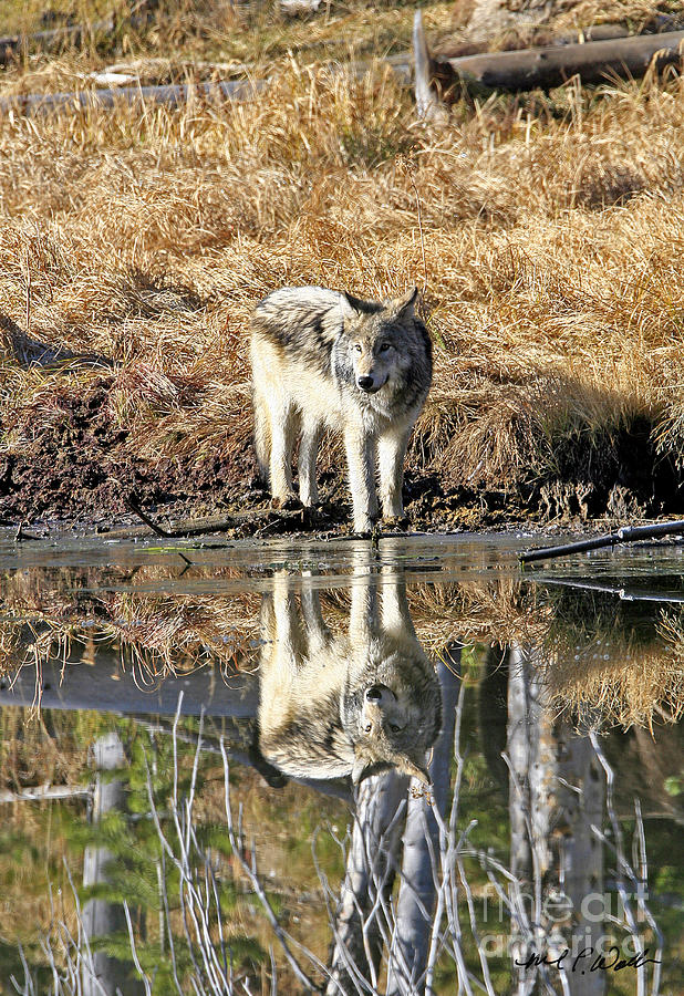 Wolf Pup Reflection Photograph by Michael Waller - Fine Art America