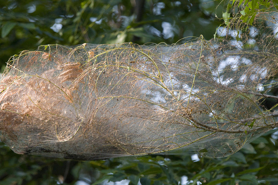 Wonder Web Photograph by Vernis Maxwell - Fine Art America