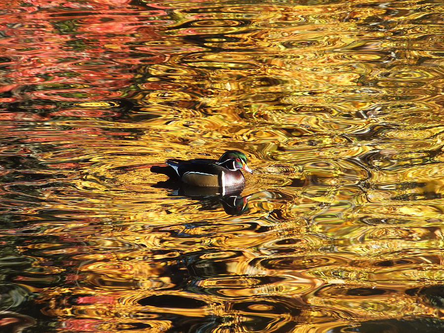 Wood Duck in Liquid Autumn Photograph by Cynthia Singleton - Fine Art ...