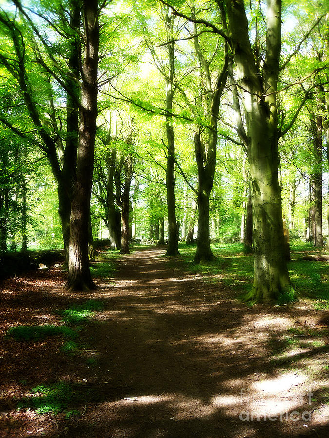 Wooded Path Photograph by Blair Lorimer - Fine Art America
