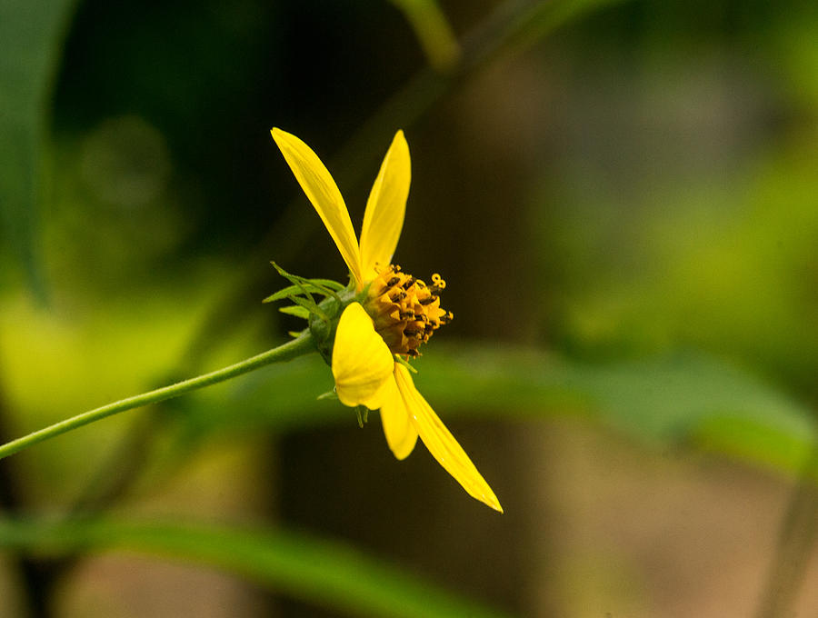 Woodland Flower with Curlicue on Top 2 Photograph by Douglas Barnett ...