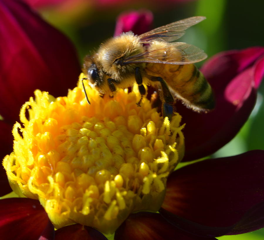 Worker Bee Photograph by Jerilyn Chevalier - Fine Art America