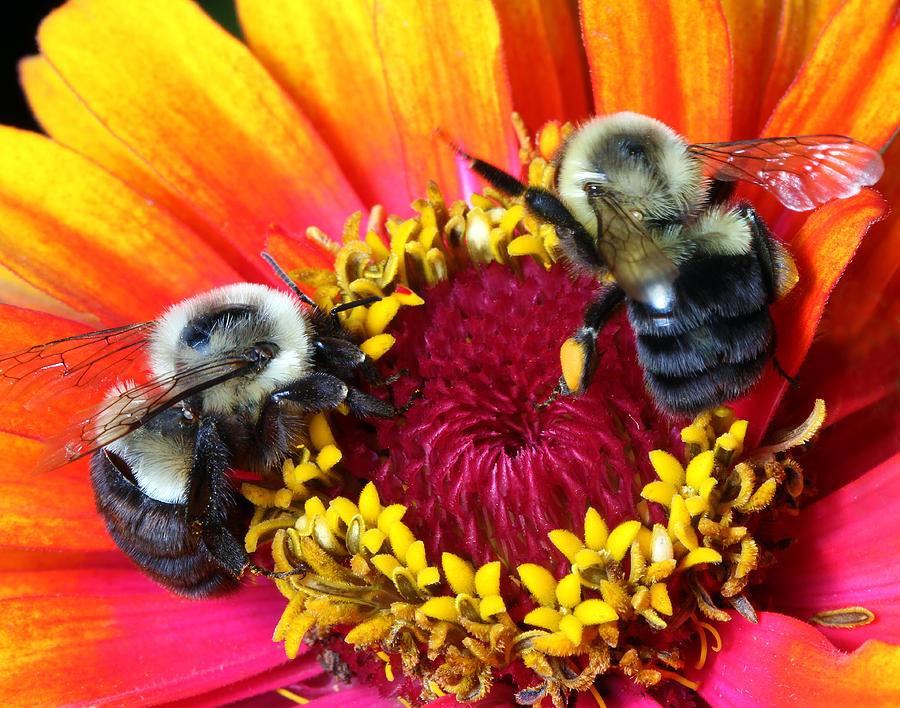 Working Bees Photograph by David Yunker - Pixels