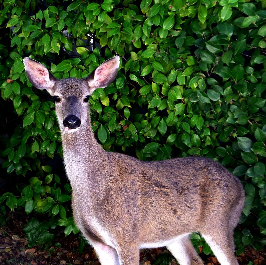 Yard Deer Photograph by Michael Bates - Fine Art America