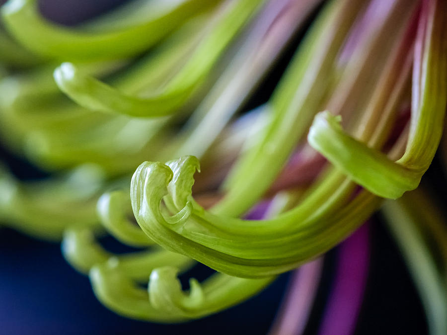 Yearning For Spring Photograph by Steve Harrington - Fine Art America