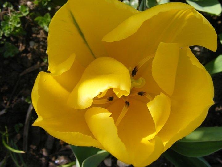 Yellow Daff Photograph by James Gray - Fine Art America