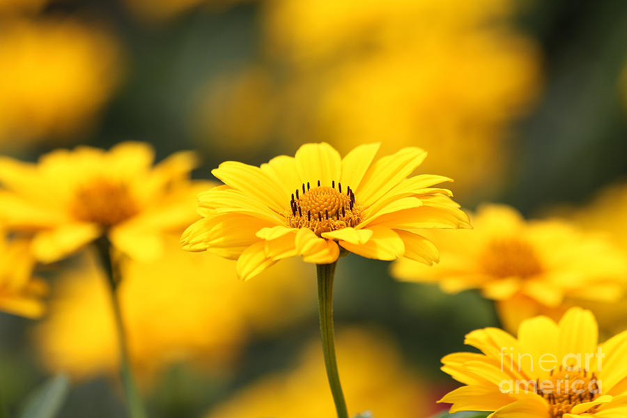 Yellow Daisy Photograph by Jack Schultz - Fine Art America