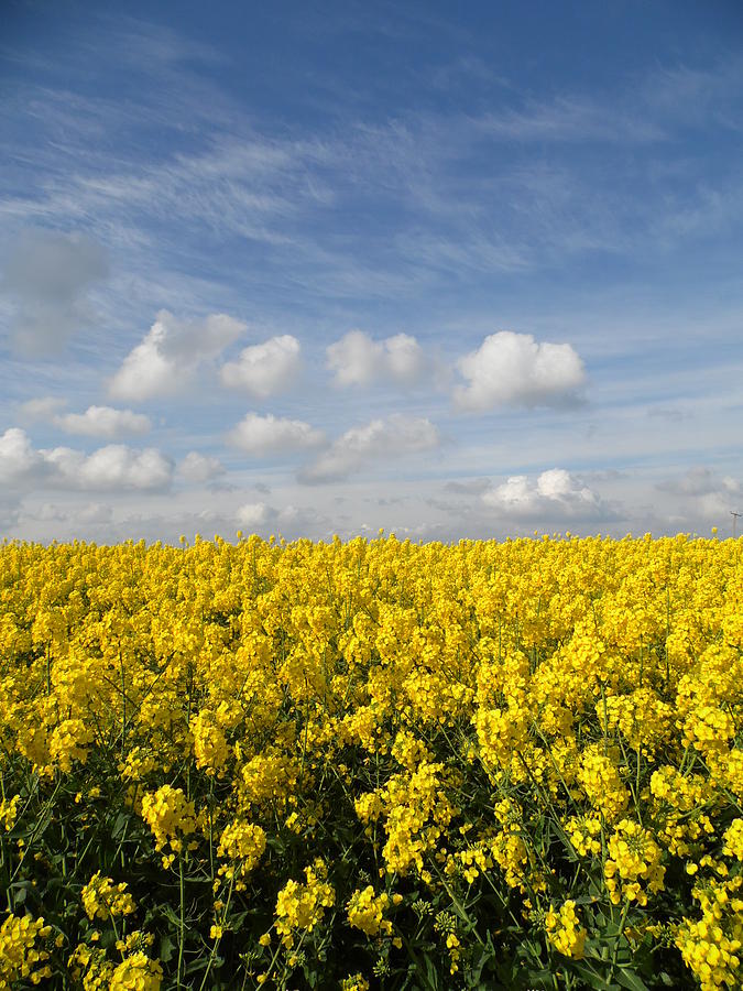 Yellow Field 3 Photograph by Sandra Wright - Fine Art America
