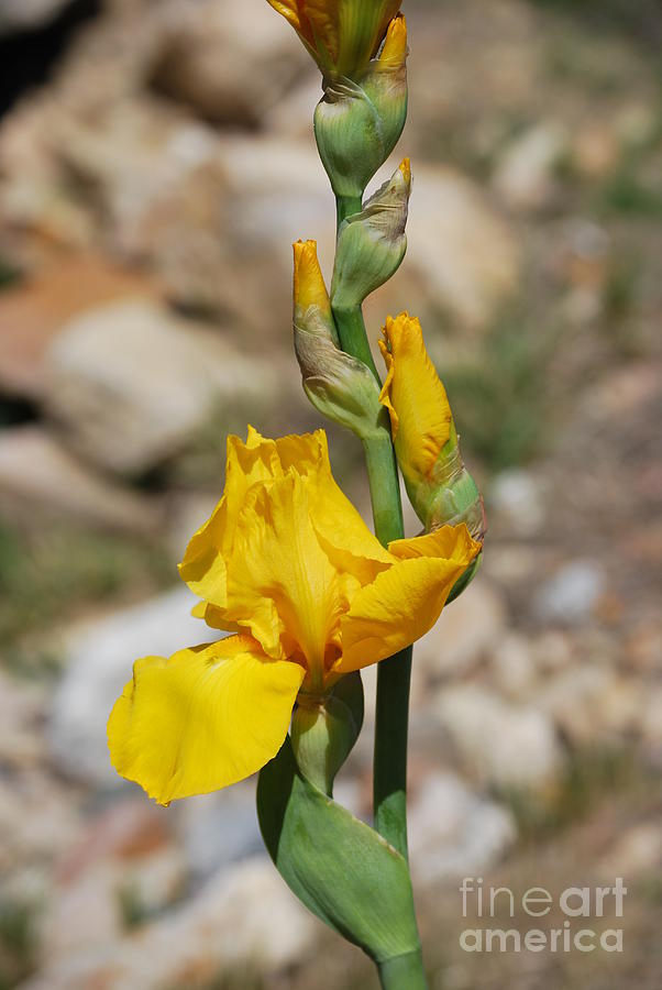 Yellow Iris Photograph by Sheila Lubeski | Fine Art America