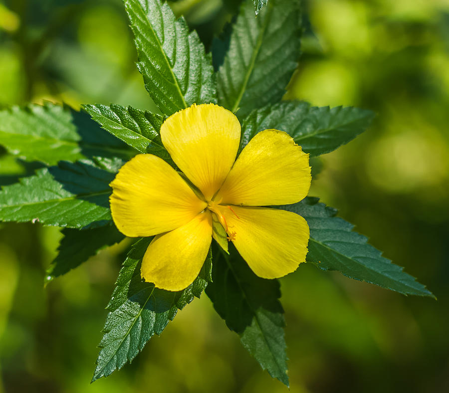Yellow joy Photograph by Jane Luxton - Fine Art America