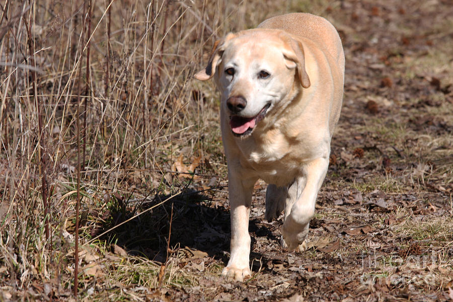 Yellow Labrador Retriever Loves the Hunt Photograph by Linda Ryan ...