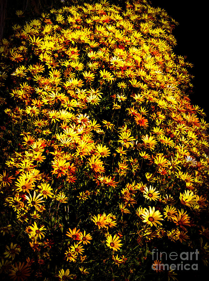 Yellow Patch Photograph by Robert Bales - Fine Art America