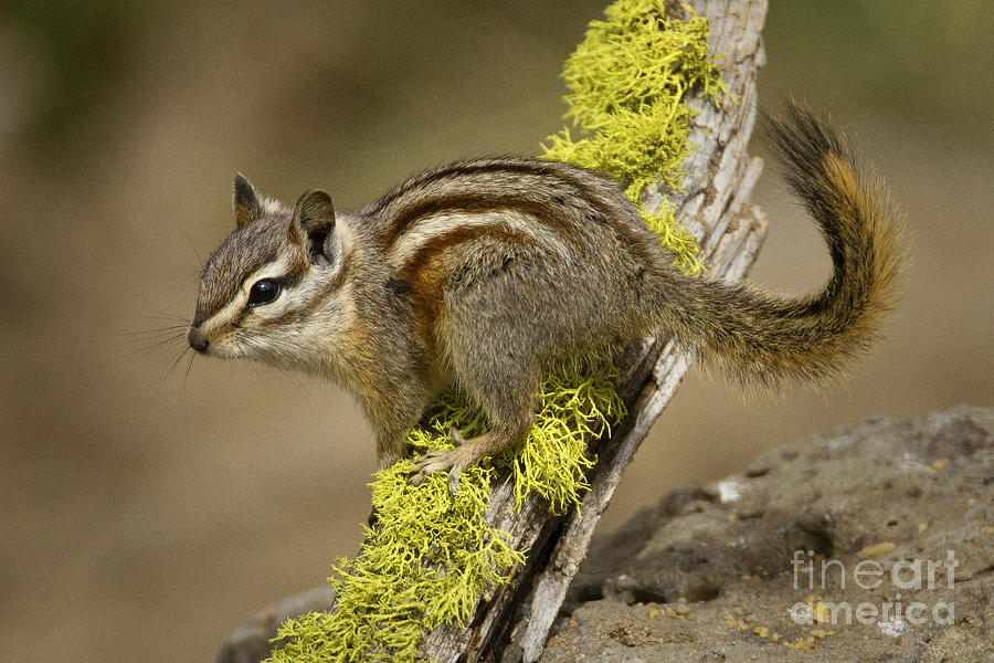 Yellow Pine Chipmunk
