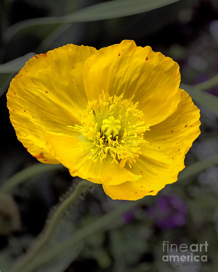 Yellow Poppy Photograph by Kat Saarloos - Fine Art America