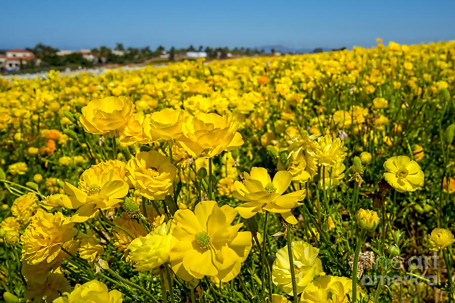 Yellow Ranunculus Photograph by Baywest Imaging - Fine Art America