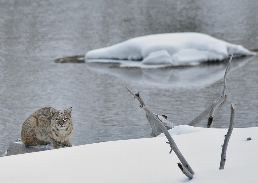 Yellowstone Bobcat Photograph by Thomas and Thomas Photography - Pixels