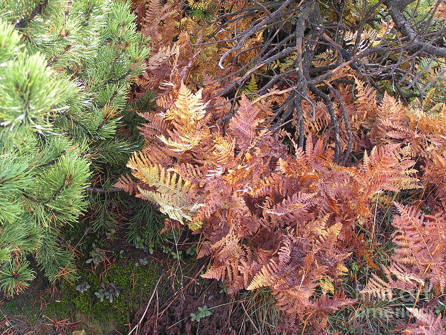 Yellowstone Fall Ferns Photograph by Sandra Williams - Pixels