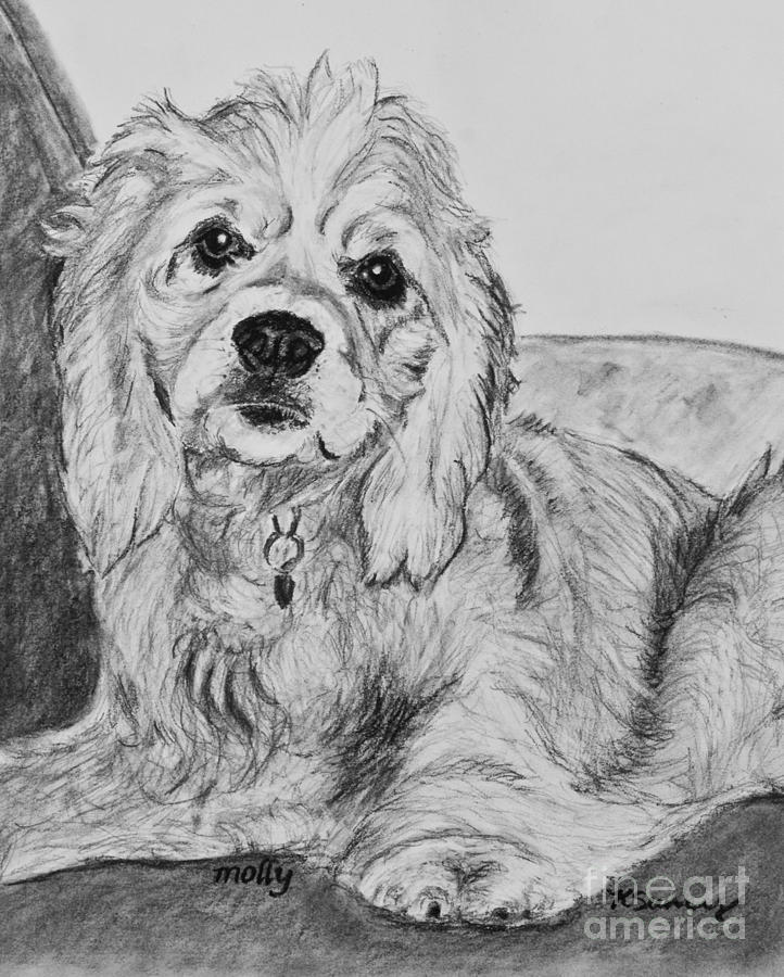 Young Cocker Spaniel Drawing by Kate Sumners - Fine Art America