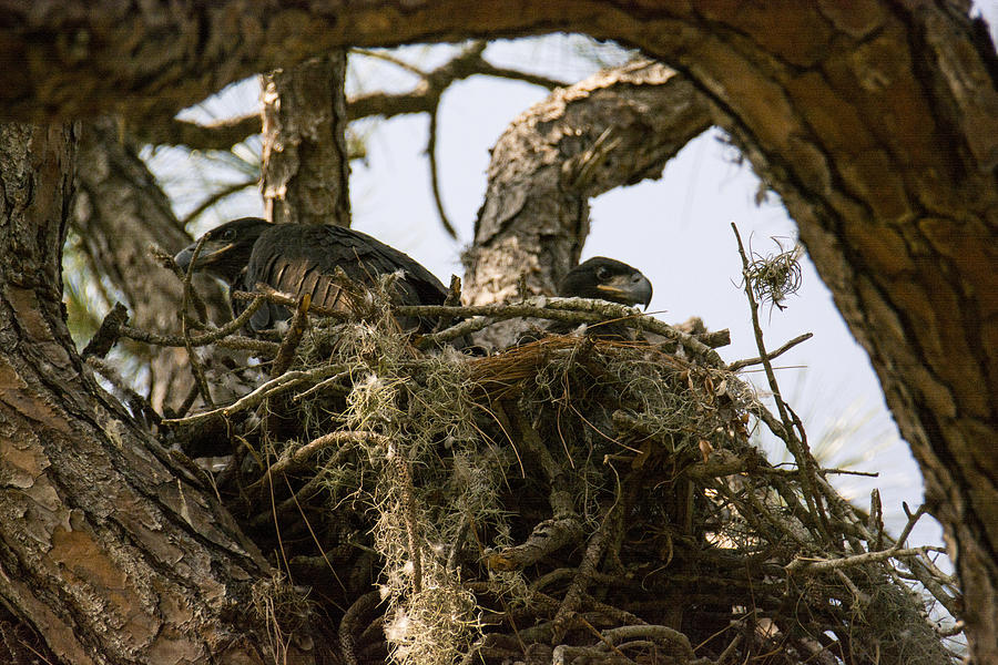Young Eagles Photograph by Michael Gooch - Fine Art America