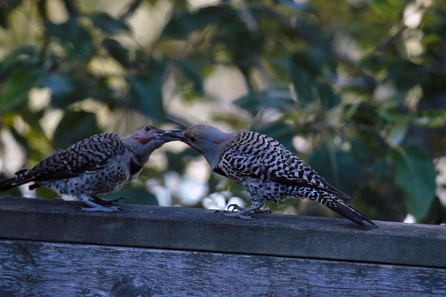 Young Flicker Feeding 3 Photograph by Ed Nicholles - Pixels