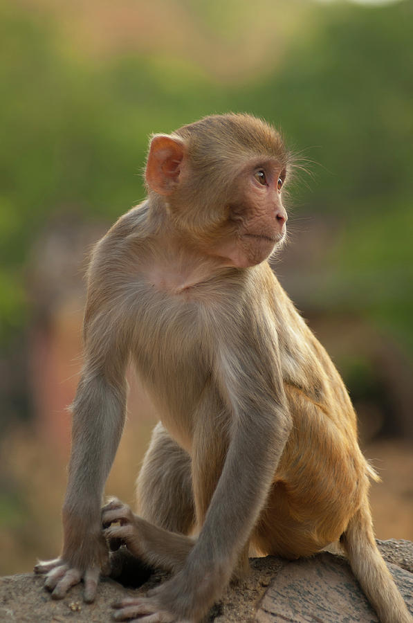 Young Rhesus Monkey, Monkey Temple Photograph by Inger Hogstrom - Pixels