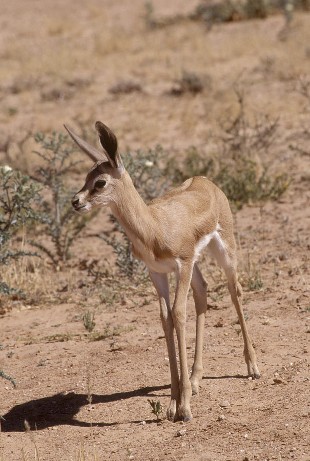 Young Springbok Photograph by Karl H. Switak - Fine Art America