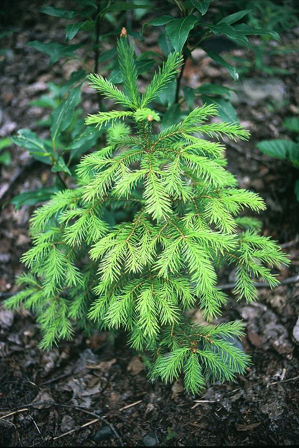 Young Spruce Photograph by Michael Wright | Fine Art America