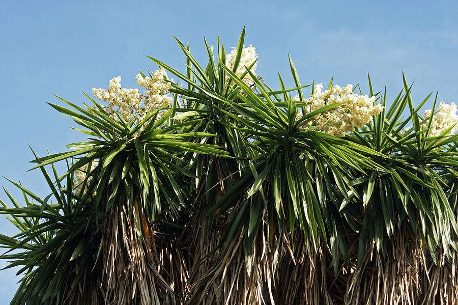 Yucca Australis Photograph by Brian Gadsby/science Photo Library