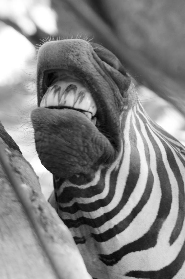 Zebra Face Photograph by Tracy Winter - Fine Art America