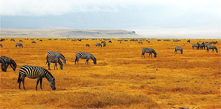 Zebra Fields Forever Photograph by Marc Levine - Fine Art America