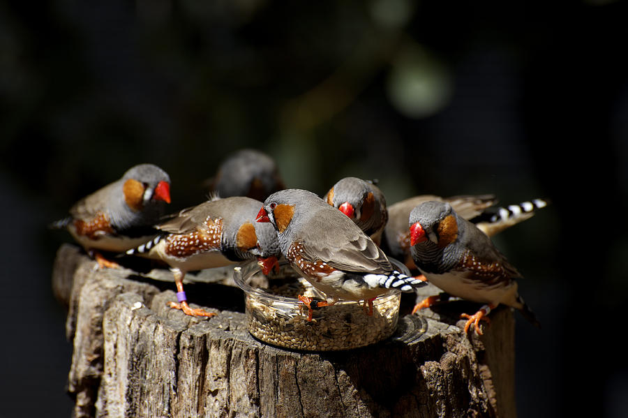 Zebra Finch Feeding Frenzy Photograph by Graham Palmer - Fine Art America