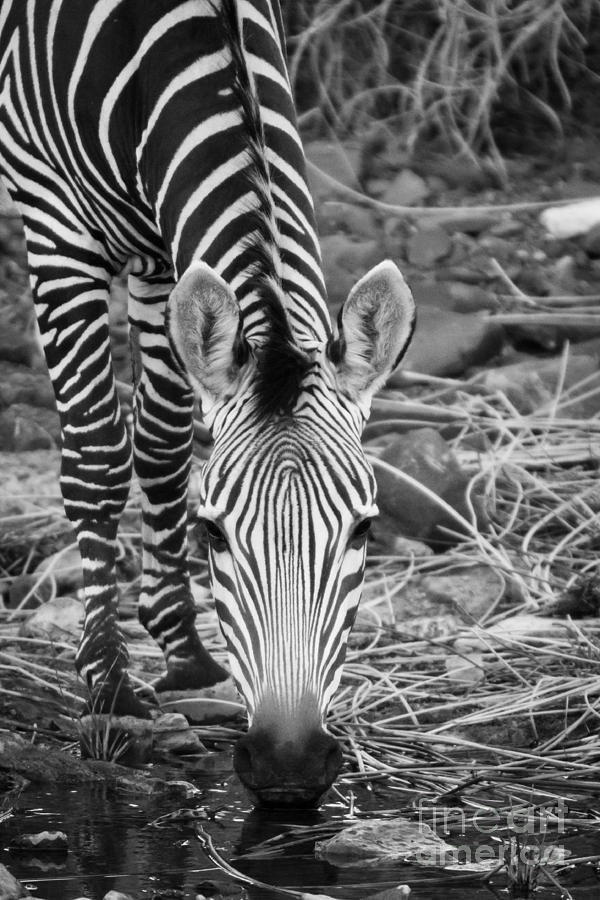 Zebra Photograph by Forrest Brown - Fine Art America