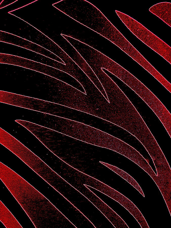 Zebra in Red Photograph by Constance Jackson - Fine Art America