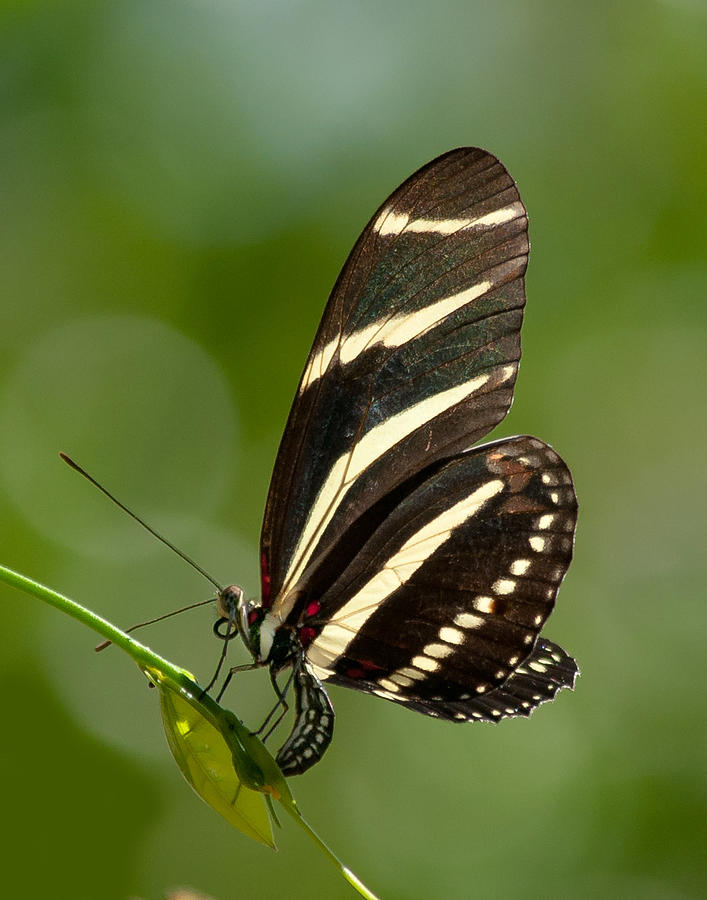 Zebra Longwing 2 Photograph by Photos By Cassandra - Pixels