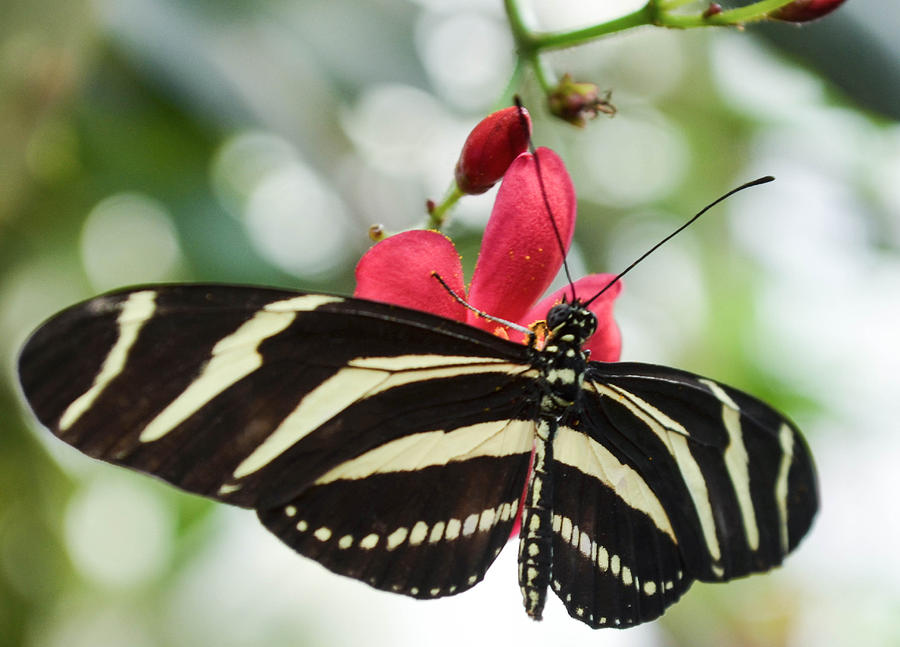 Zebra Longwing Butterfly Photograph by Michael Moriarty - Fine Art America