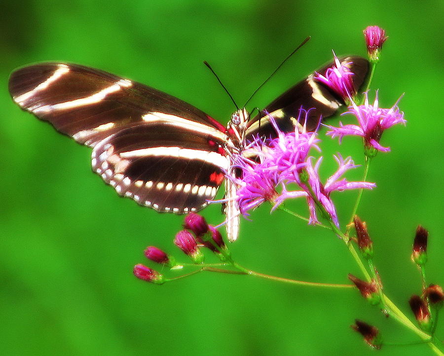 Zebra Longwing Photograph by David Brown - Fine Art America