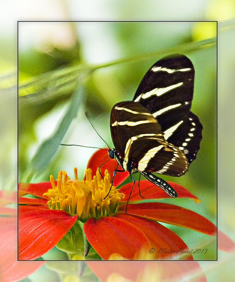 Zebra Longwing Photograph by Walter Herrit - Pixels