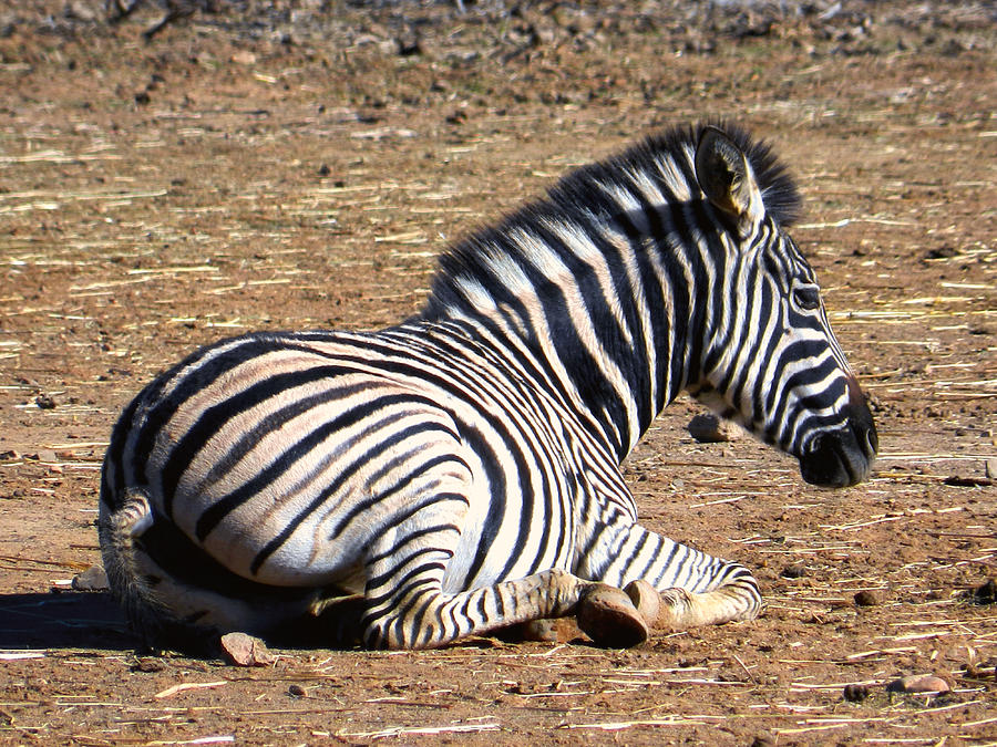 Zebra Photograph by Mark Lashmar