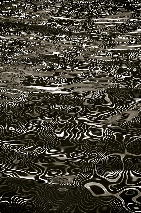 Zebra river Photograph by David Flitman - Fine Art America