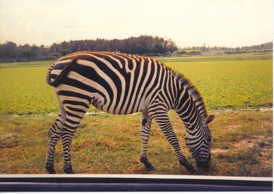 Zebra Photograph by Robert Floyd - Fine Art America